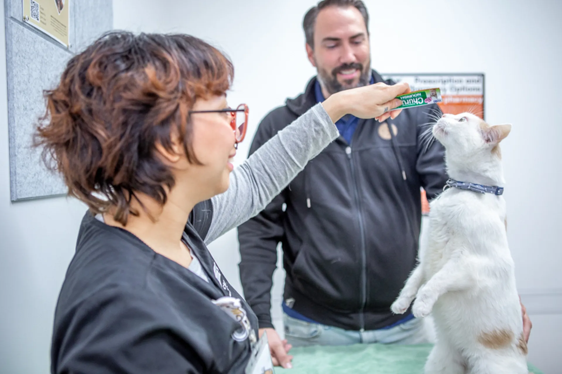 Behavior Counseling - Crescenta Cañada Cat Clinic